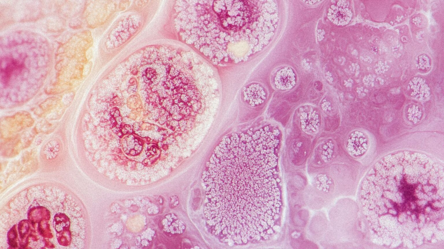 AI-Powered Single Cell Multi-Omic Analysis | 1Cell.ai